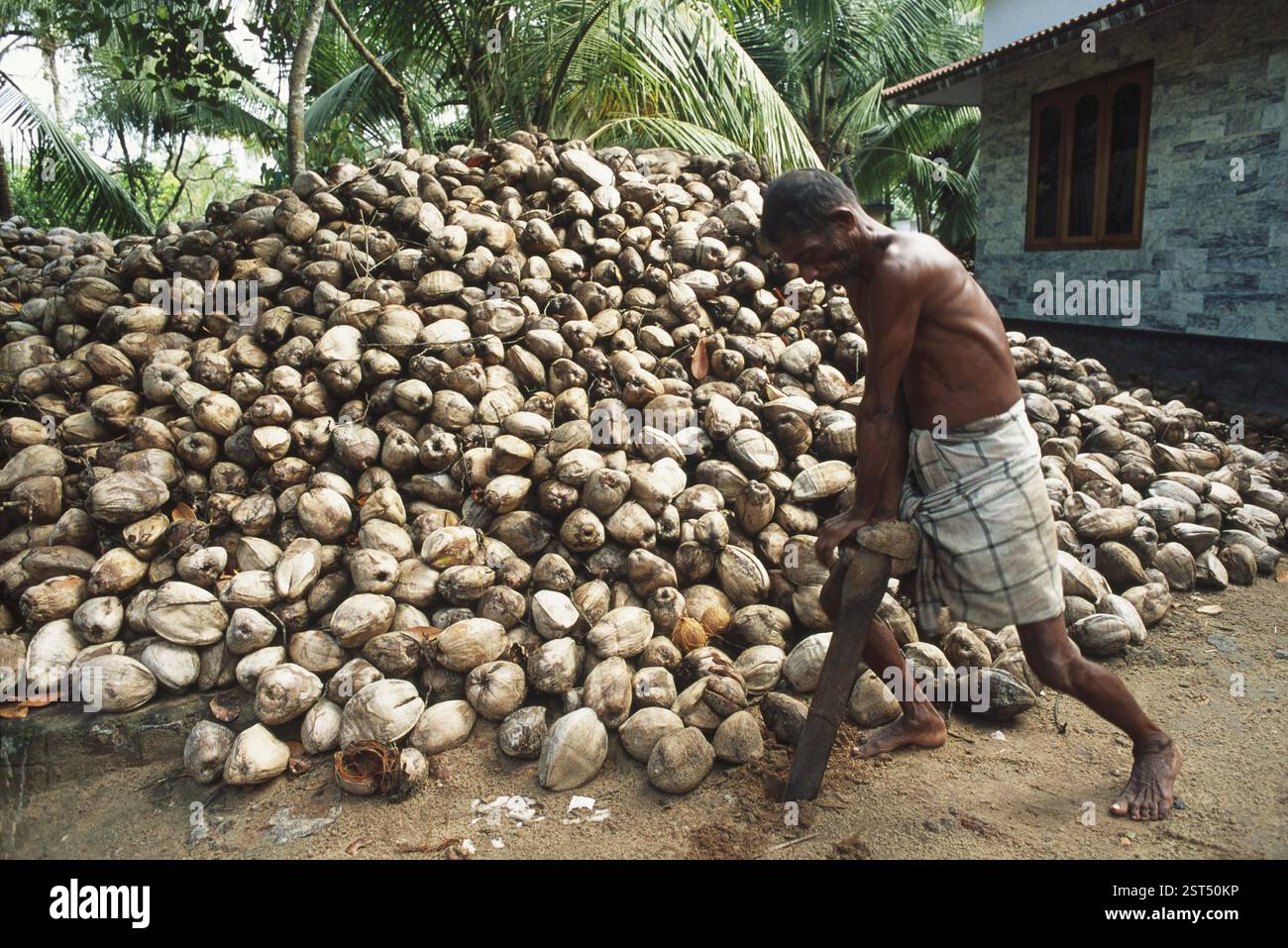 Coconut picking, kerala, india Stock Photo - Alamy
