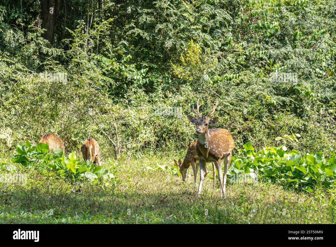 Parambikulam Tiger Reserve, which also includes the erstwhile Wildlife ...