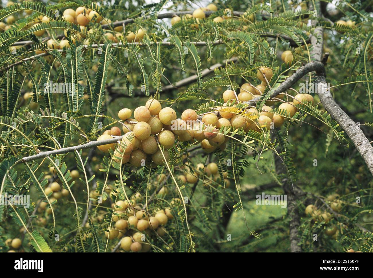 Amla (phyllanthus emblica), gooseberry, india Stock Photo - Alamy
