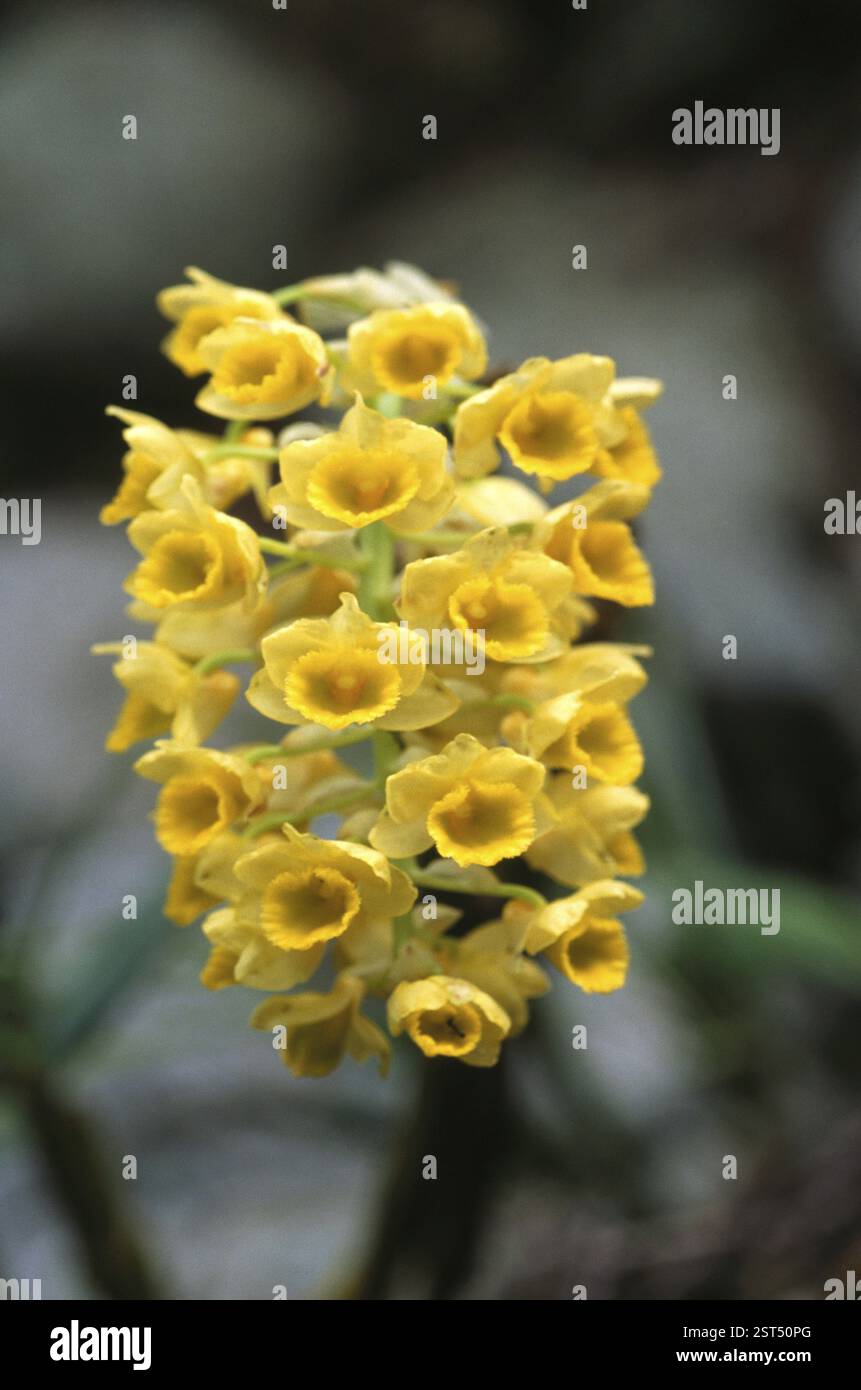 Orchid india Dendrobium densiflorum, sikkim, india Stock Photo - Alamy