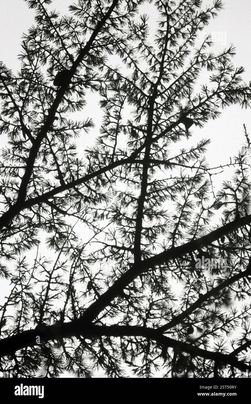 Indian cedars hi-res stock photography and images - Alamy