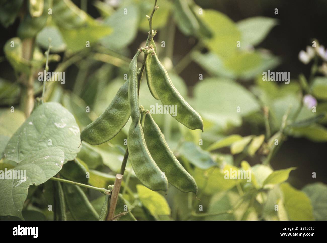 Vegetable, French beans, india Stock Photo - Alamy