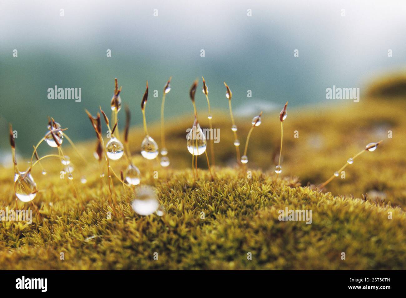 Water drops five element on nature Stock Photo - Alamy
