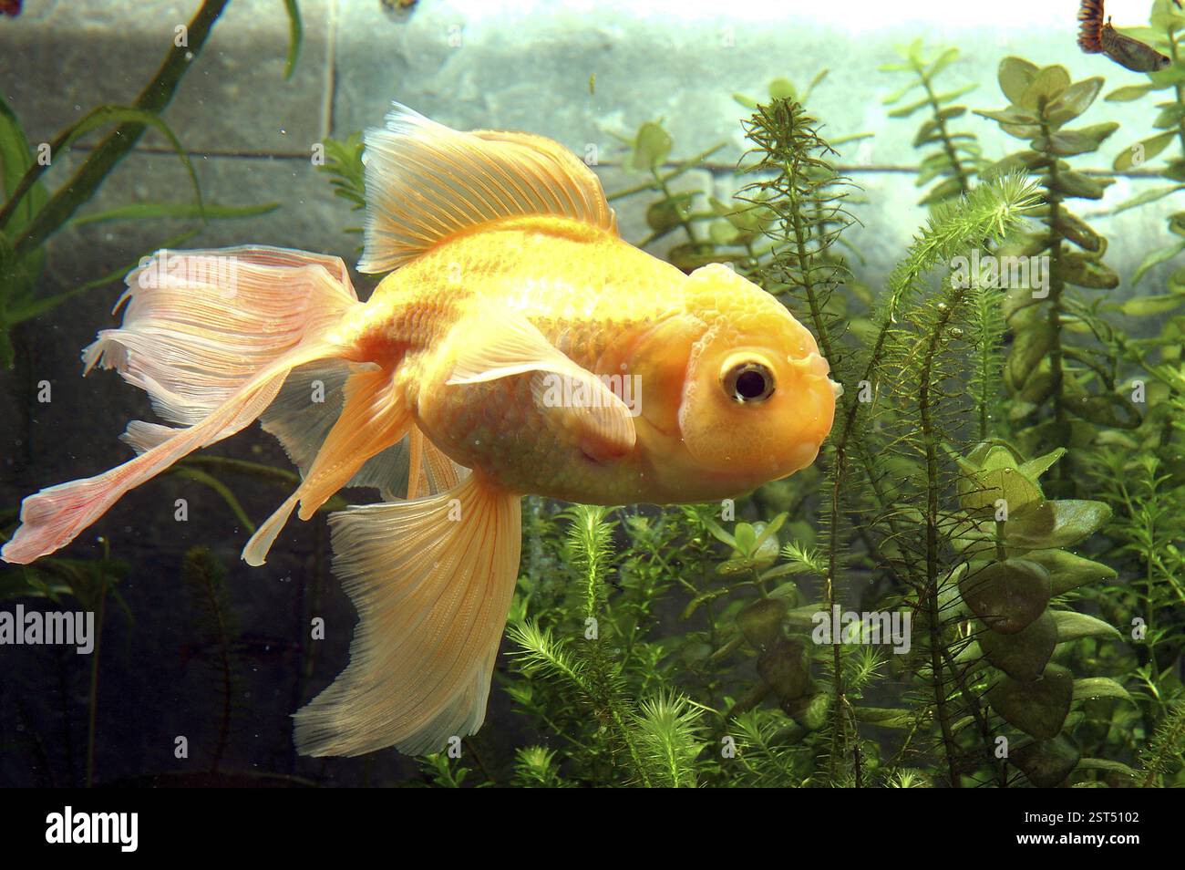 Fishes, Gold Fish (Chinese Oranda Hi Cap) Latin Name (Carassius Auratus ...