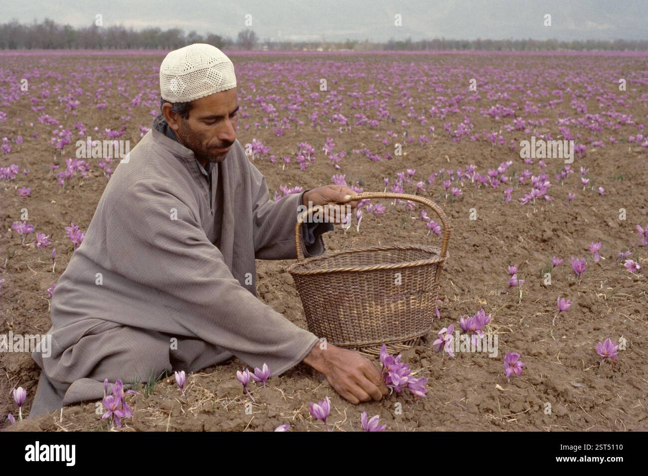Plucking saffron flowers hi-res stock photography and images - Alamy