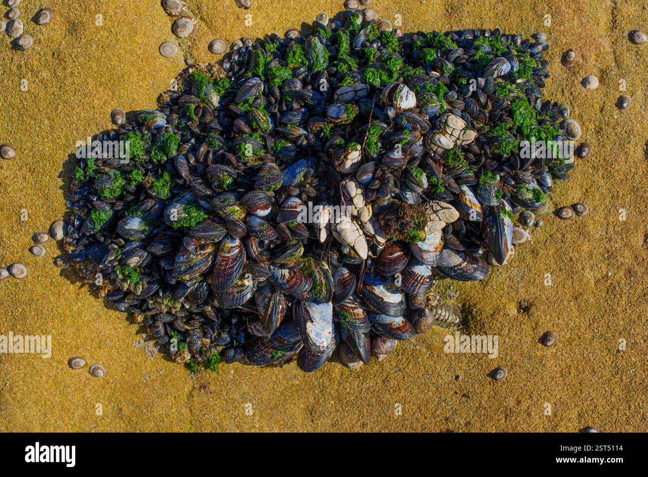 Top-down view of diverse marine life, including mussels and algae ...