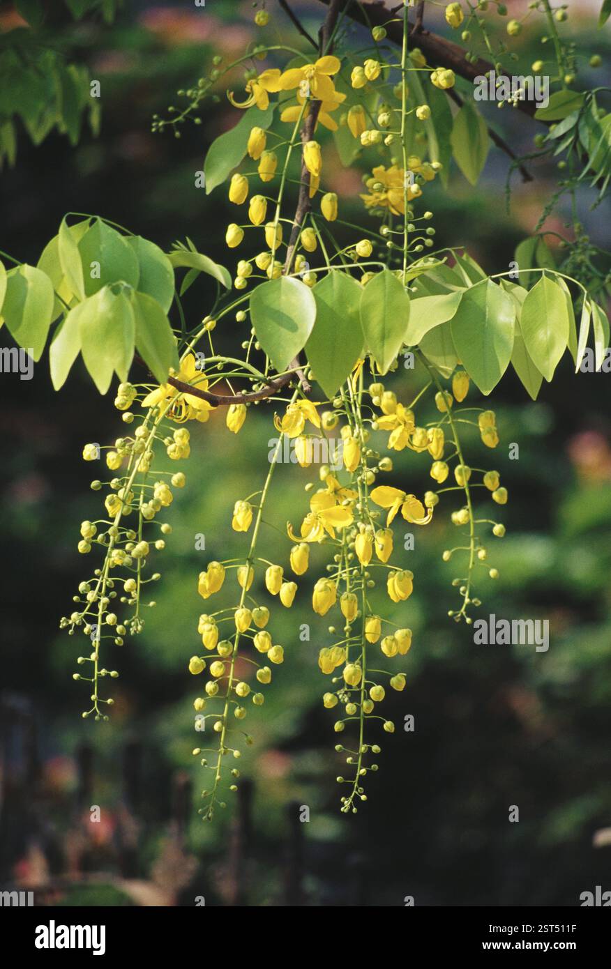 Golden tree cassia fistula flowering hi-res stock photography and images - Alamy
