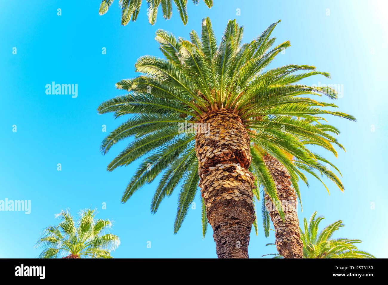 Cluster of palm trees viewed from below, featuring lush fronds and ...
