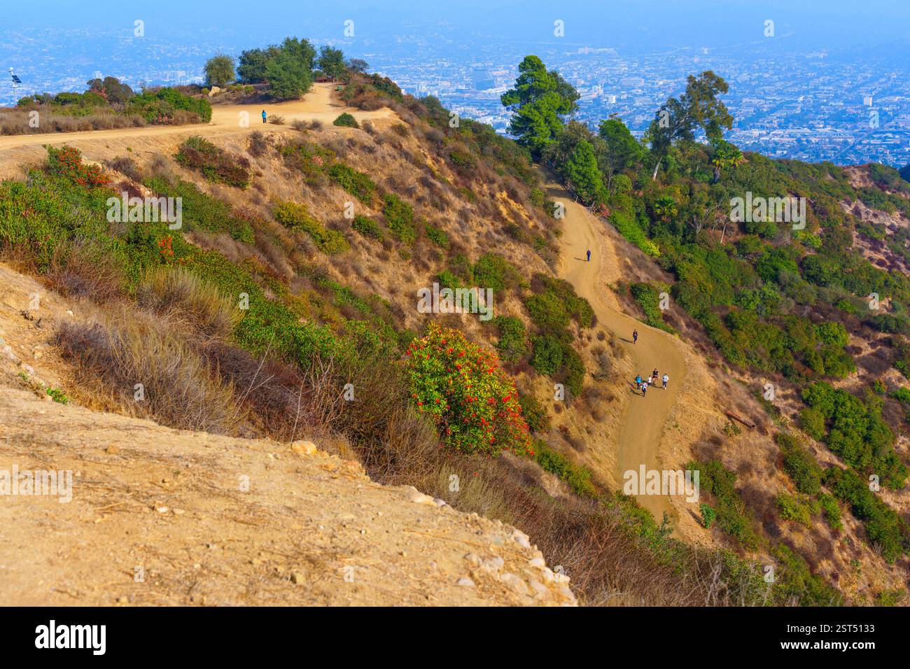 Scenic view of Griffith Park trails featuring hikers navigating winding ...