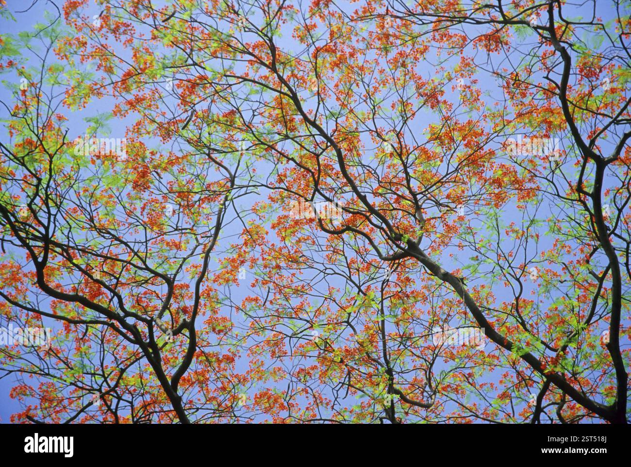 Gulmohar trees flowering hi-res stock photography and images - Alamy