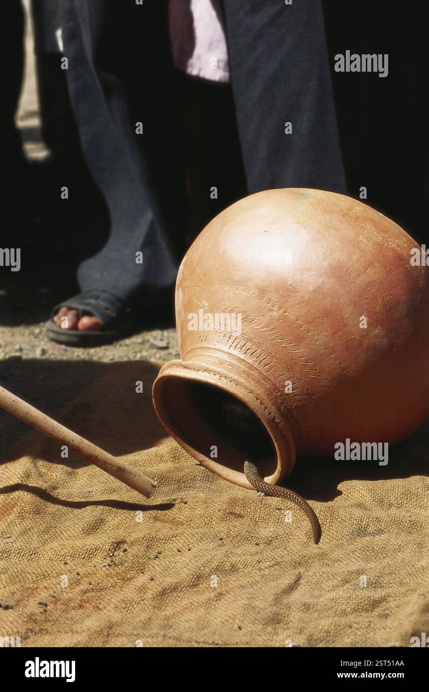 Reptiles, snake caught in earthen pot, Nagapanchami Festival of snake ...