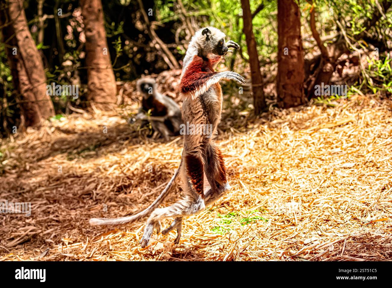 Leaping lemur hi-res stock photography and images - Alamy