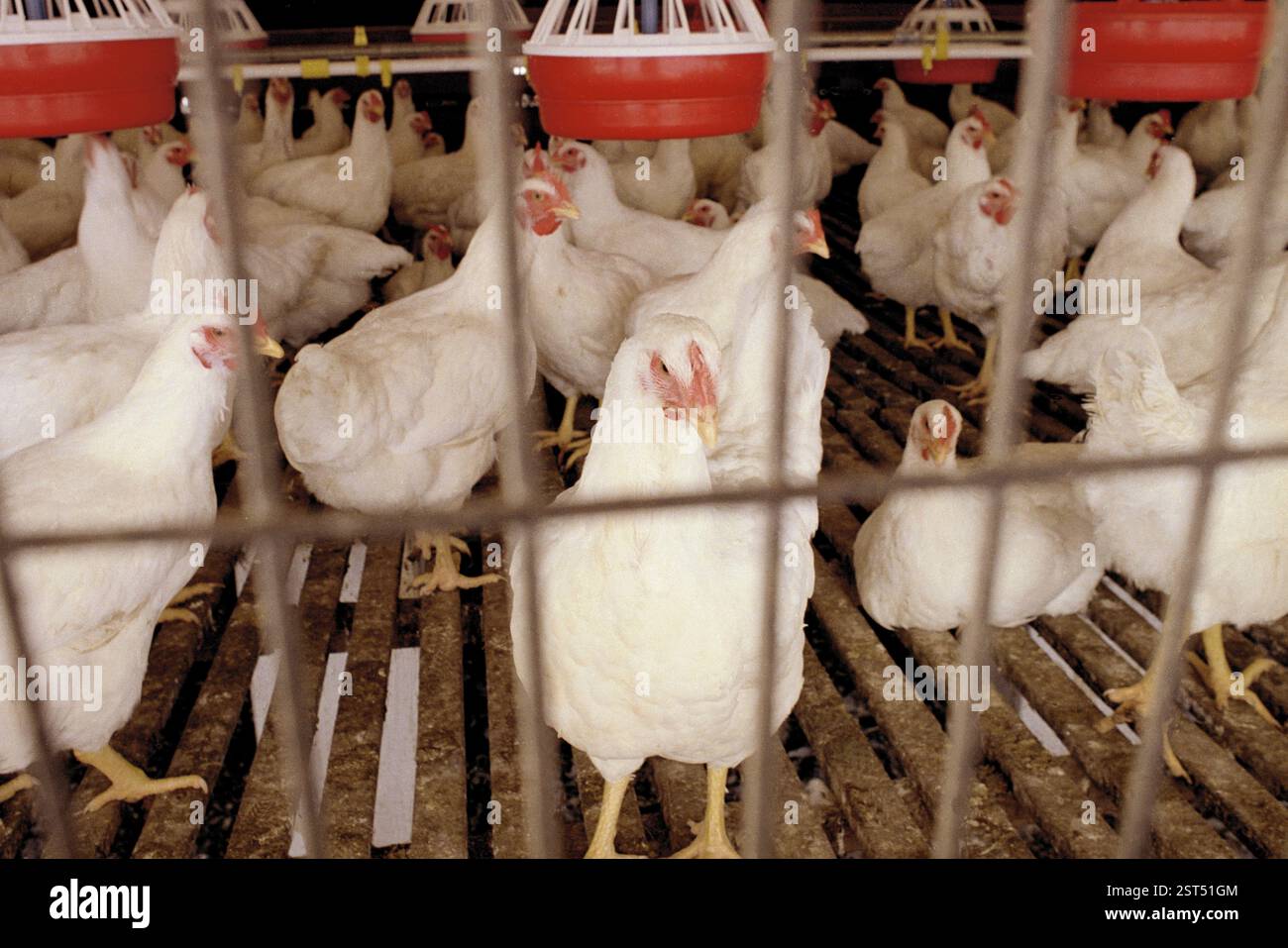 Full grown chicken, West Bengal, India, Asia Stock Photo - Alamy