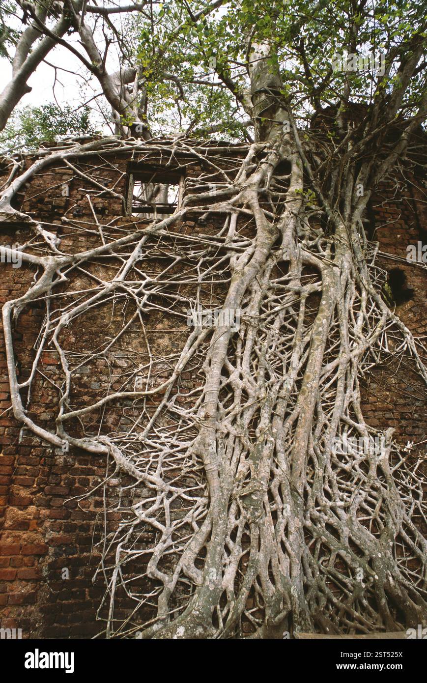 Tree roots, Ross Island, Andaman, India, Asia Stock Photo - Alamy