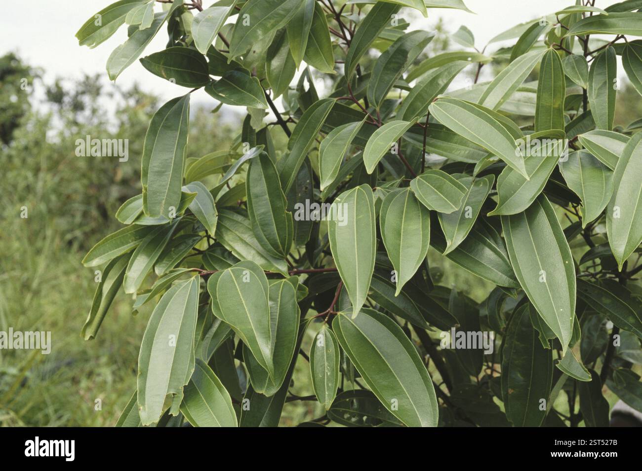 Cinnamon plantations hi-res stock photography and images - Alamy