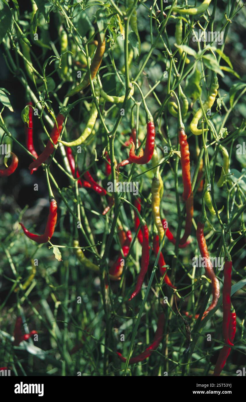 Chilli field hi-res stock photography and images - Alamy