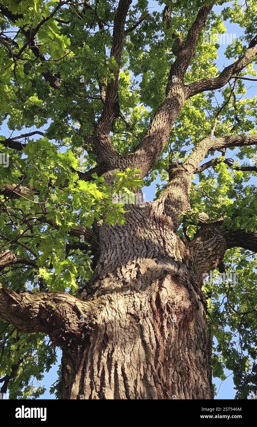 The green crown of a 350 year Pedunculate Oak located near Curchi ...