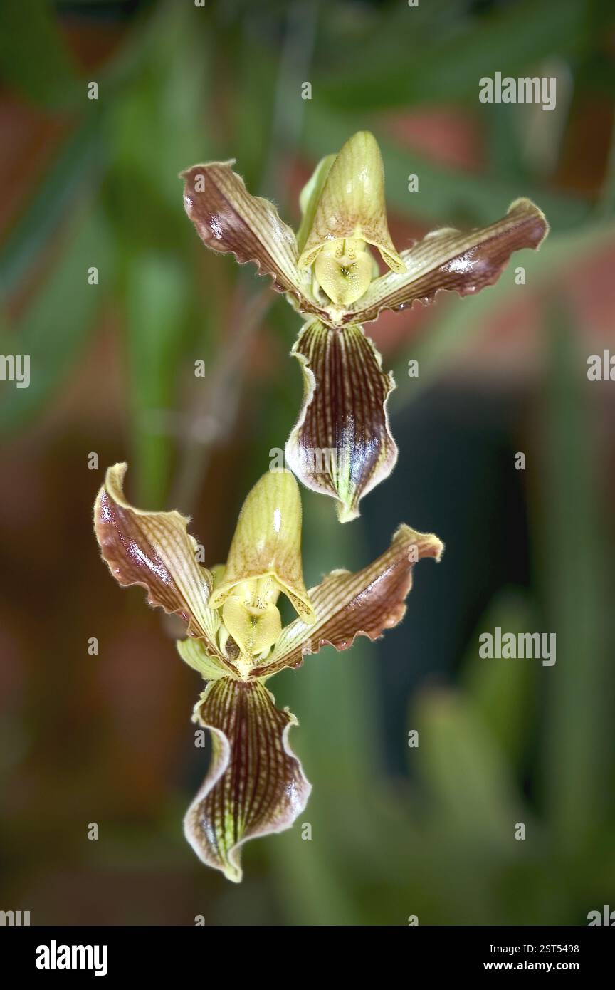 Wild Flowers, Dendrobium Orchid, Lady Sleeper, at TP, Arunachal Pradesh ...