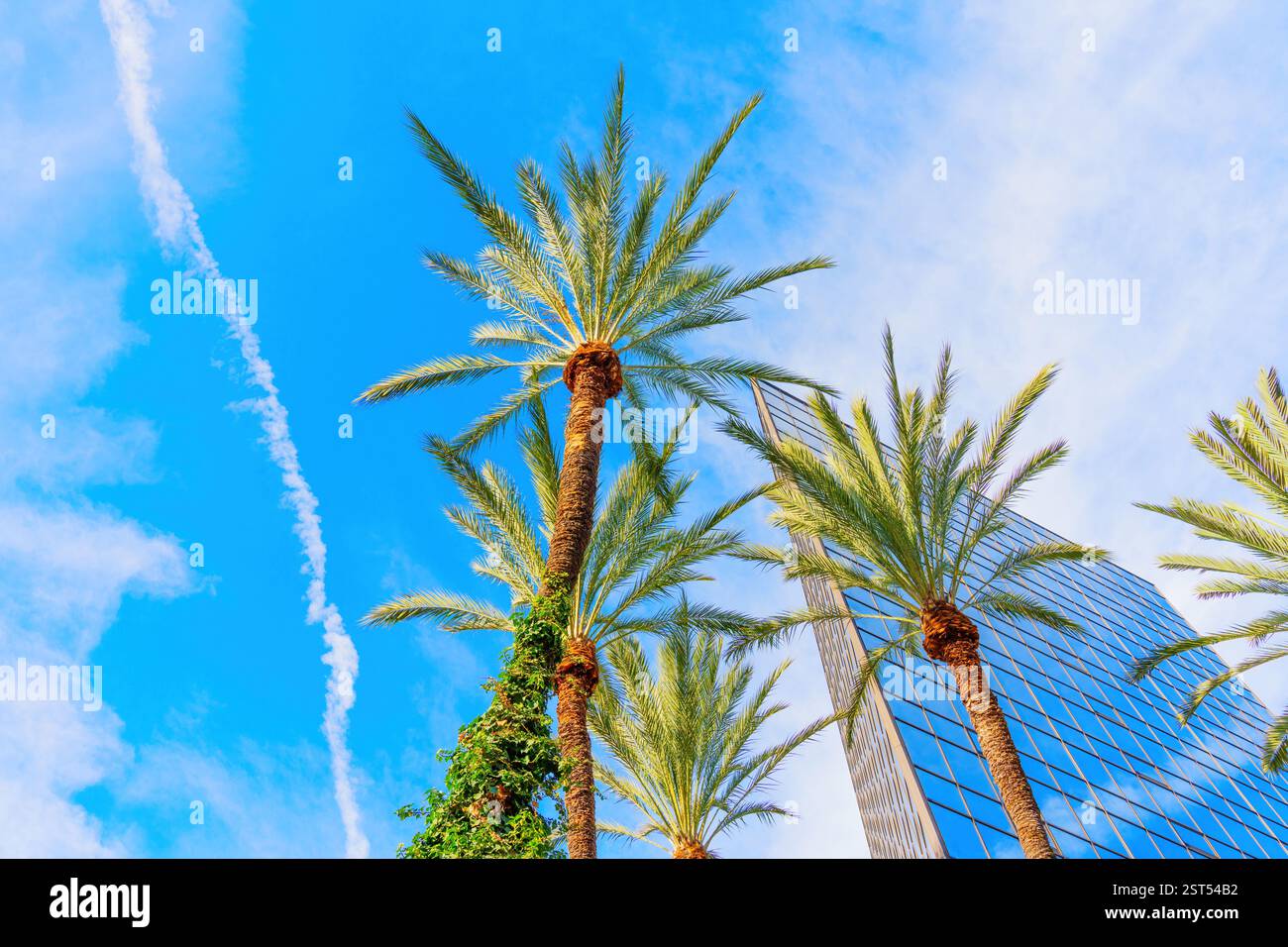 Los Angeles, California - January 7, 2025: Upward view of palm trees ...