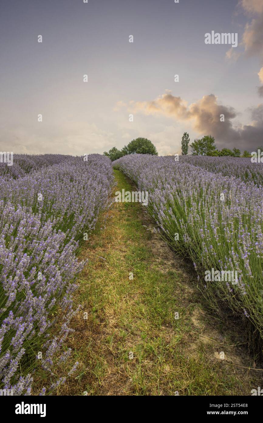 Beautiful summer evening in a lavender field. Large blue lavender ...