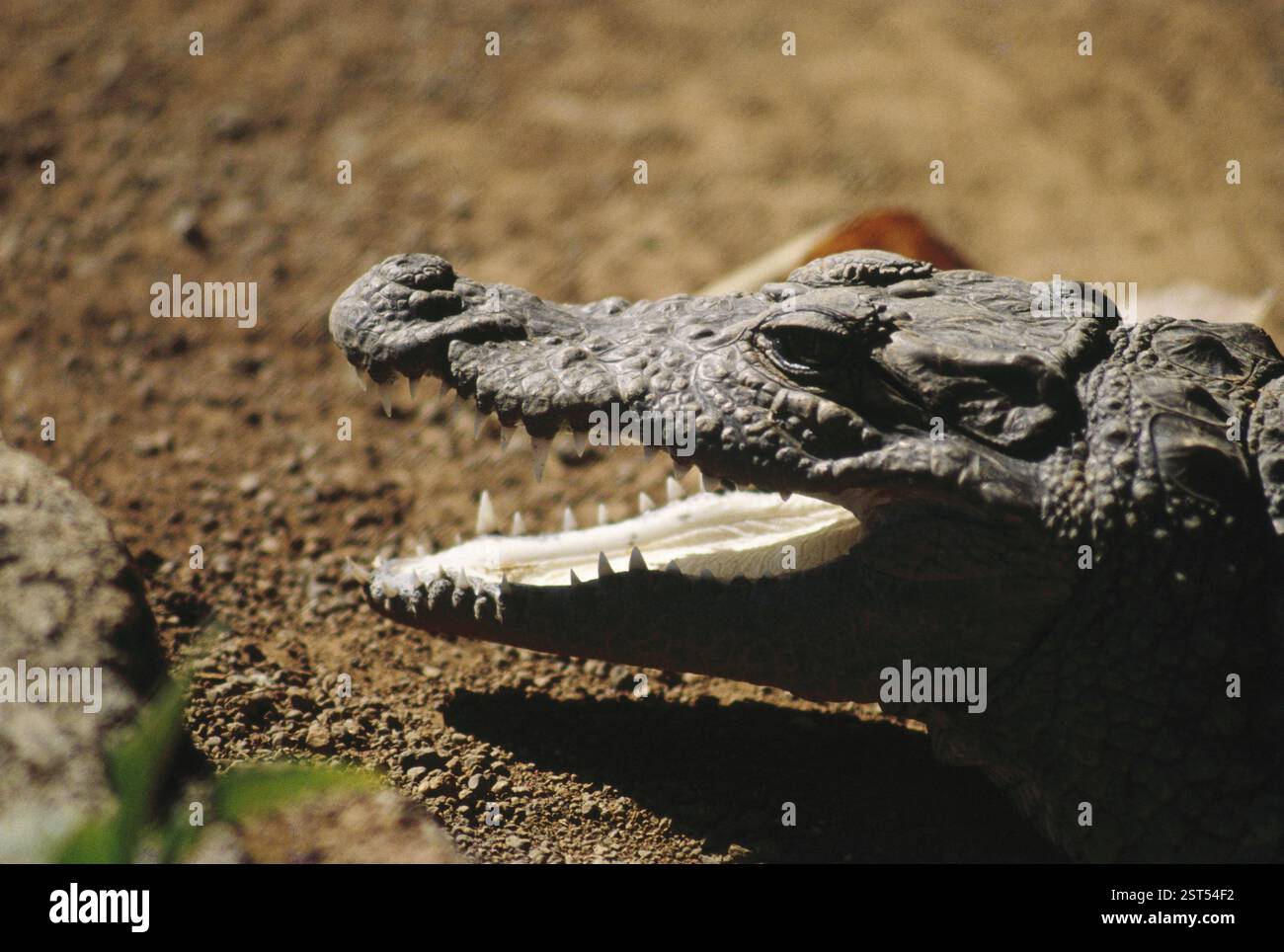 Reptiles, Endangered Crocodile Mugger Marsh Crocodile (Crocodylus ...