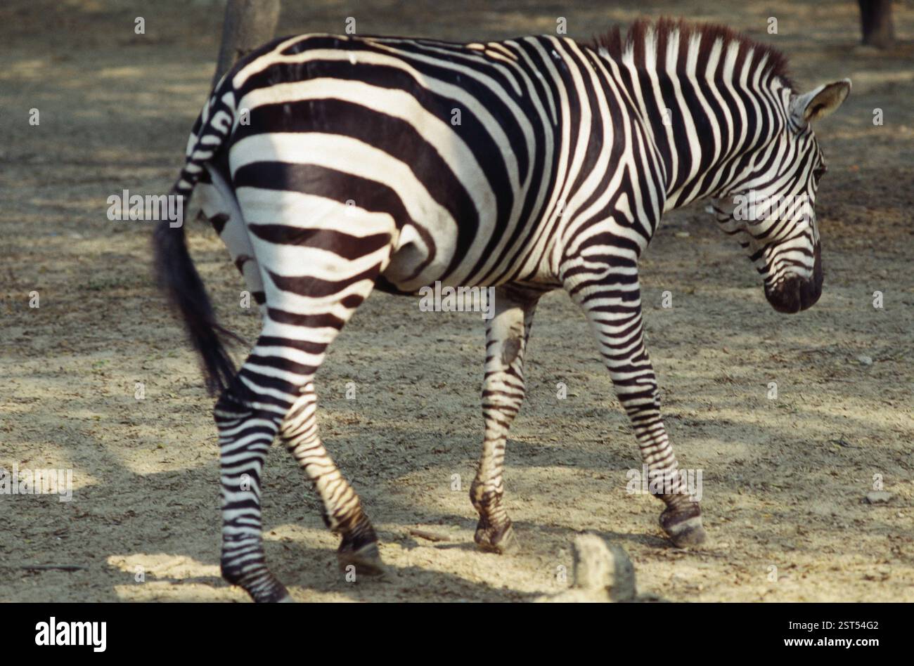 Zebra, Kanpur Zoo, Uttar Pradesh, India, Asia Stock Photo - Alamy