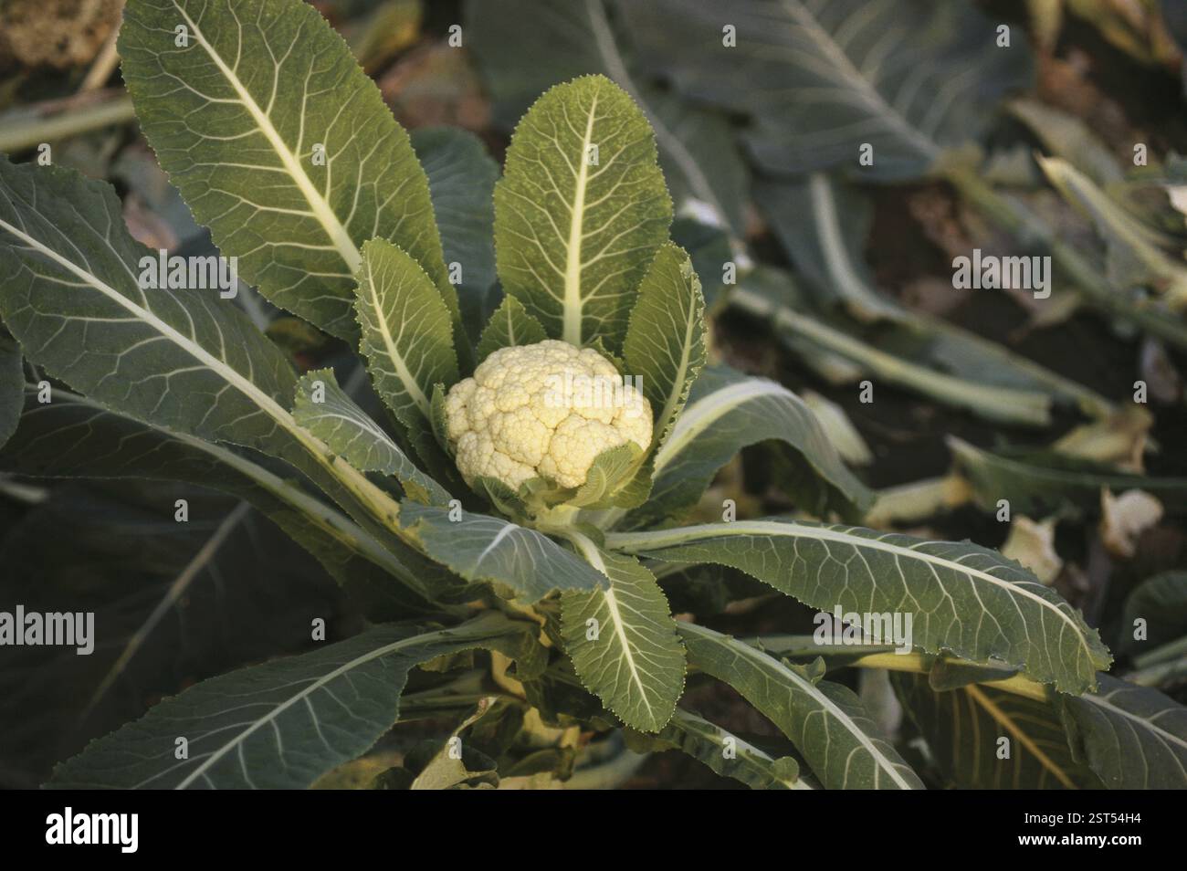 Vegetable, cauli flower, maharashtra, india Stock Photo - Alamy