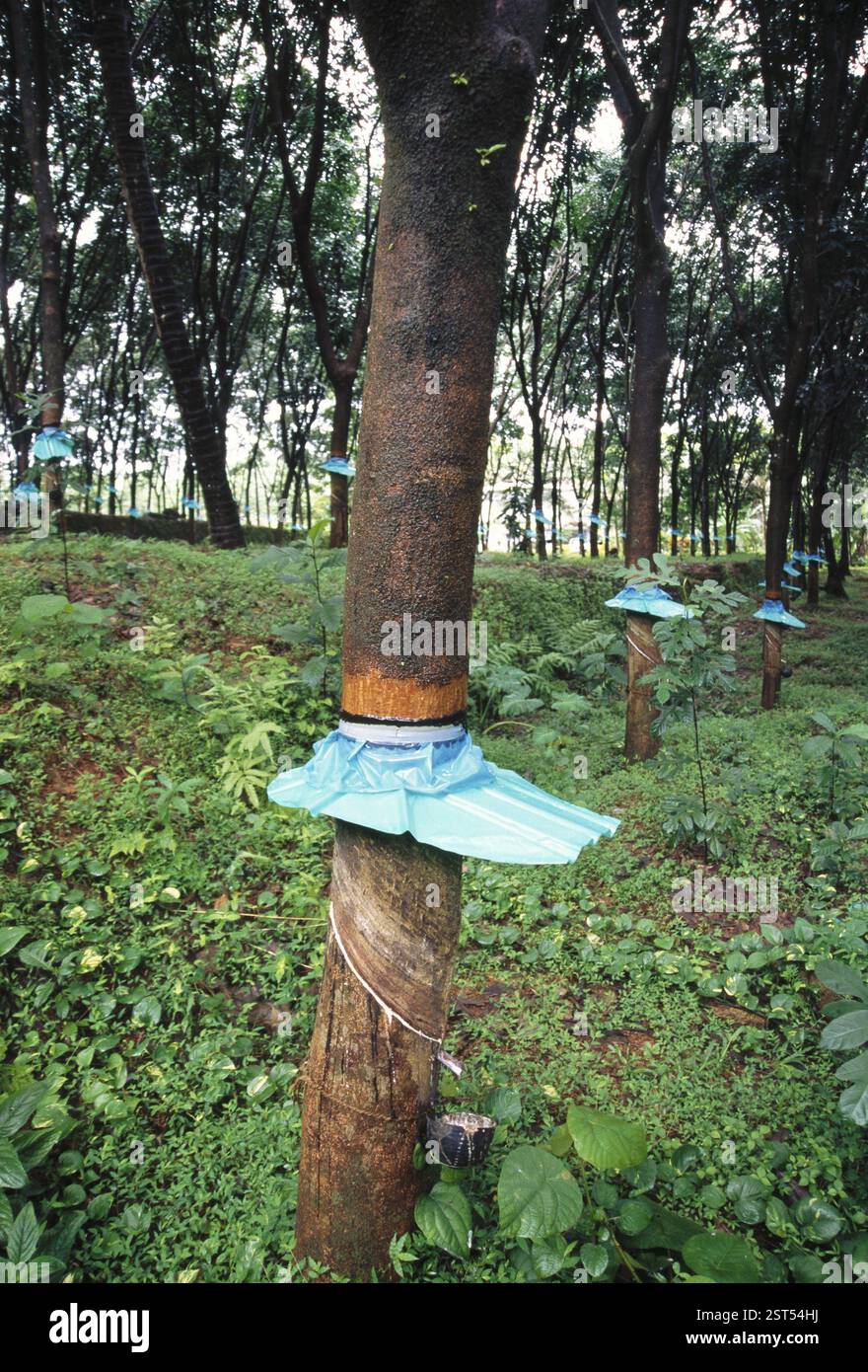 Rubber collection at rubber farm, kerala, india Stock Photo - Alamy