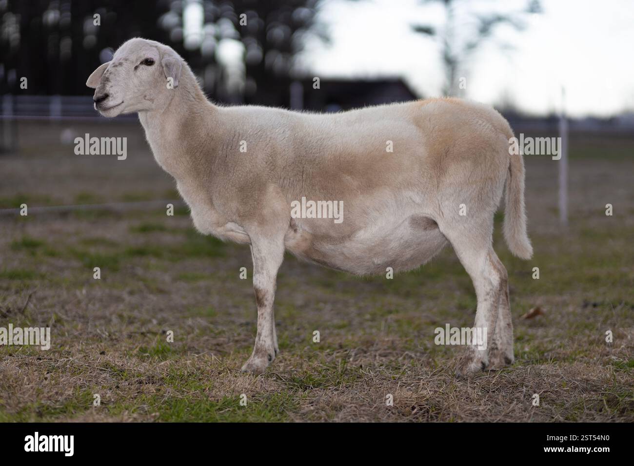 Katahdin sheep ewe that is expecting twins soon on a paddock in late winter in North Carolina ...
