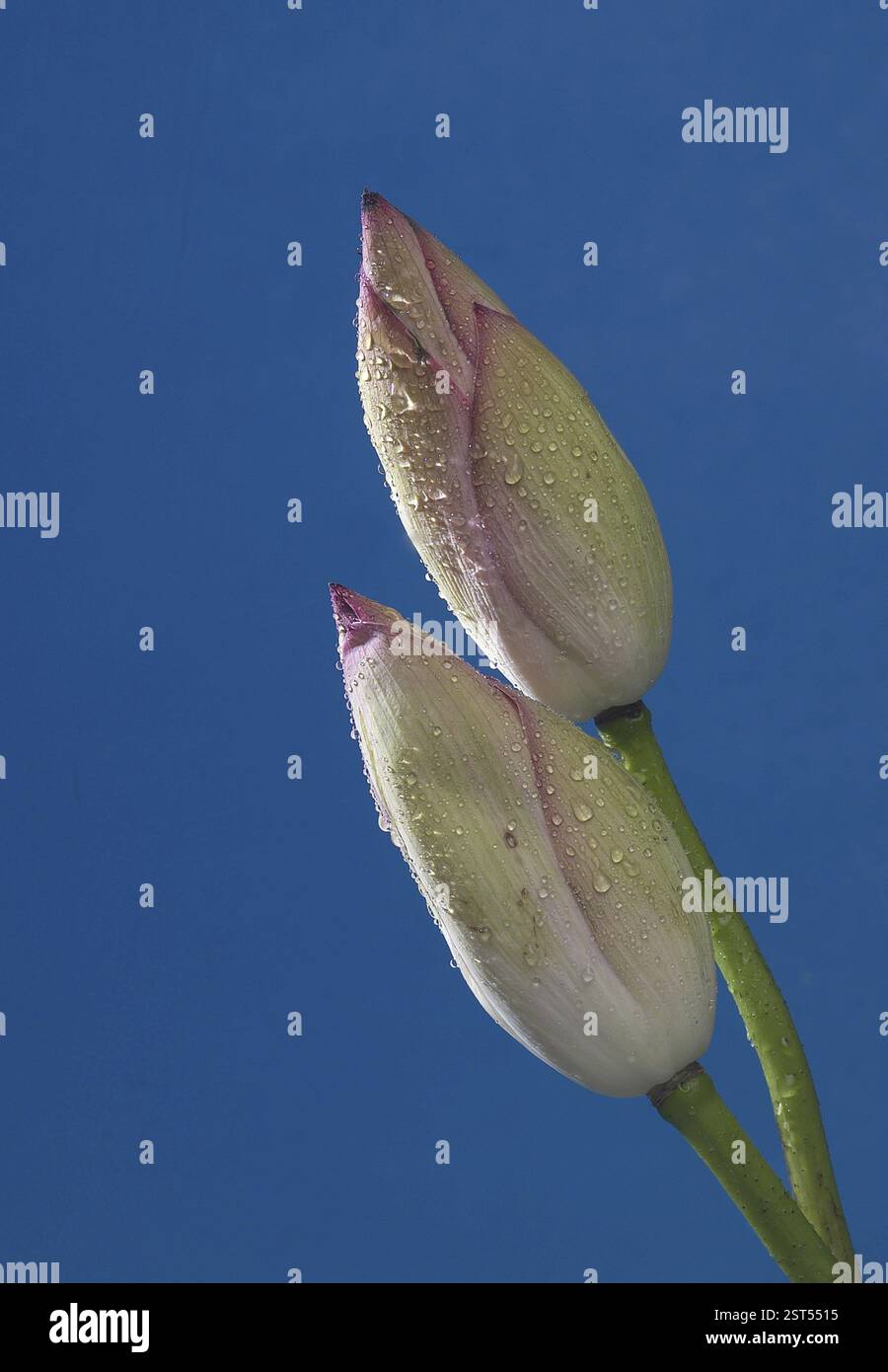 White lotus flower two hi-res stock photography and images - Alamy