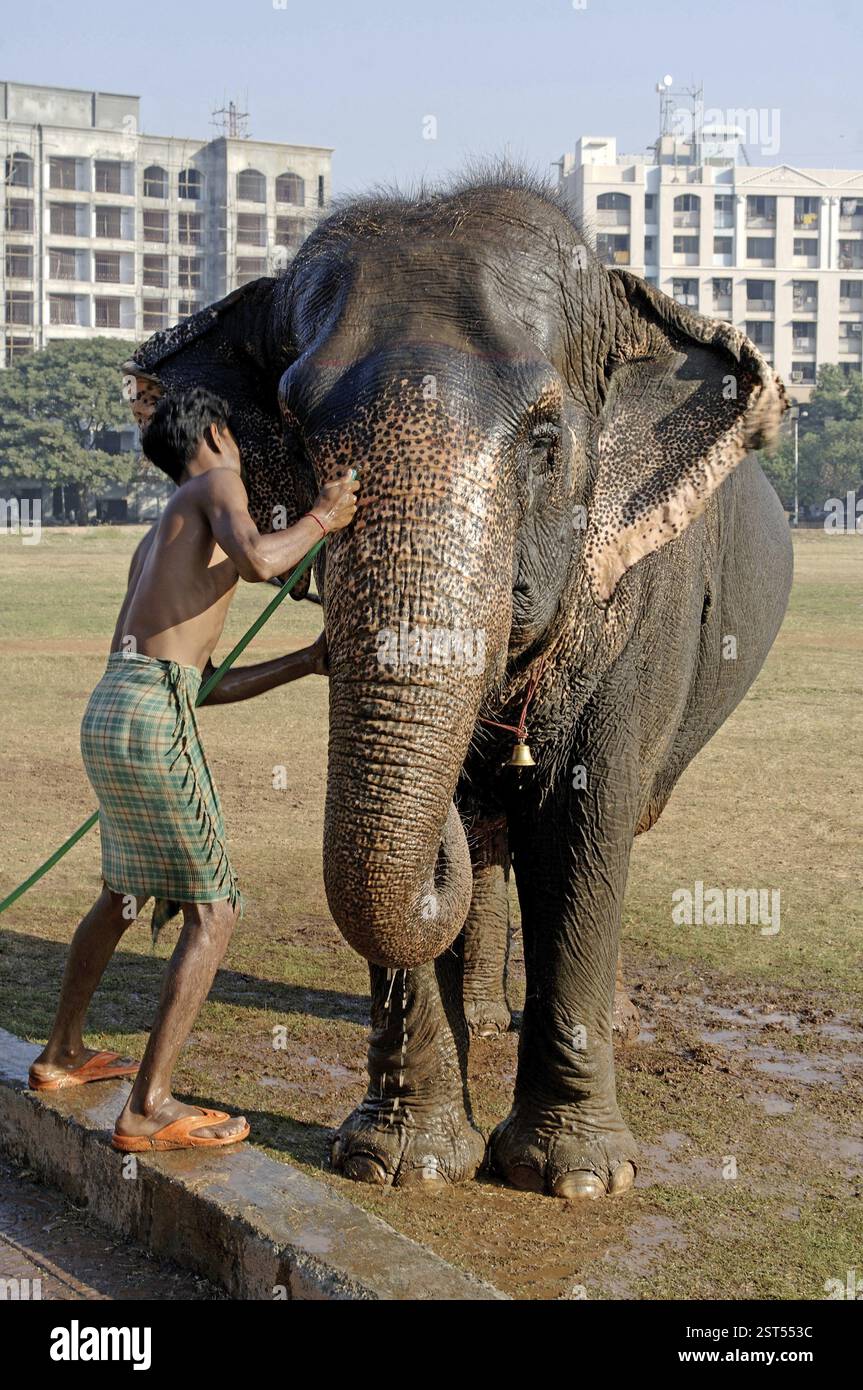 Asian Elephant (Elephas maximus) being given bath by Mahavat, India ...