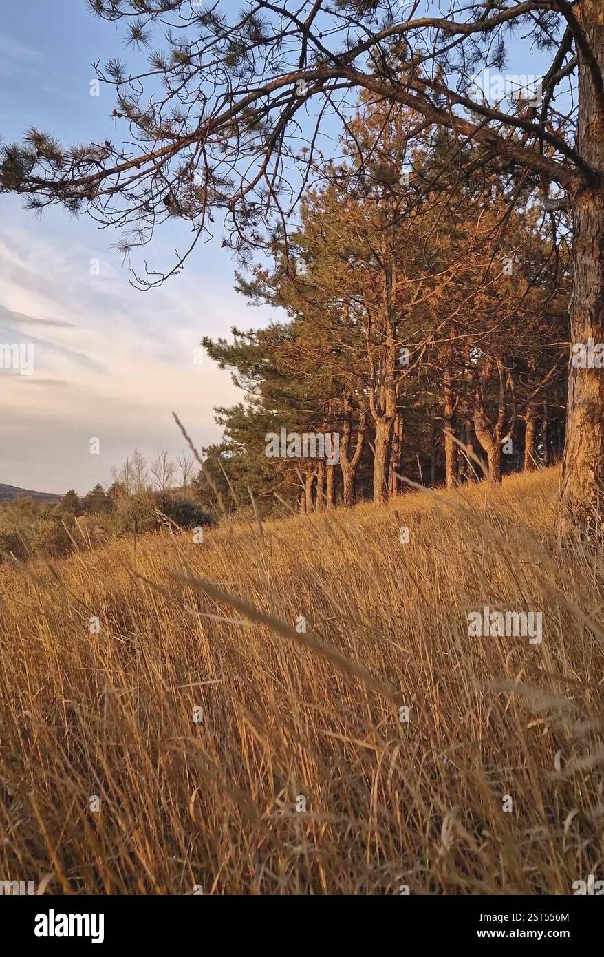 Wind in pine forest hi-res stock photography and images - Alamy