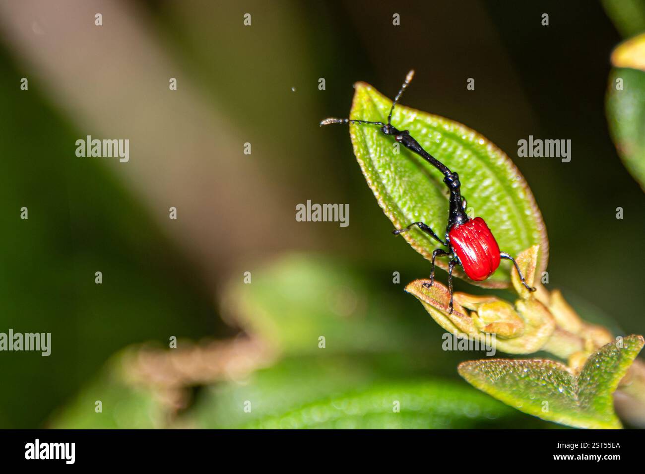 Close up beetle weevil hi-res stock photography and images - Alamy