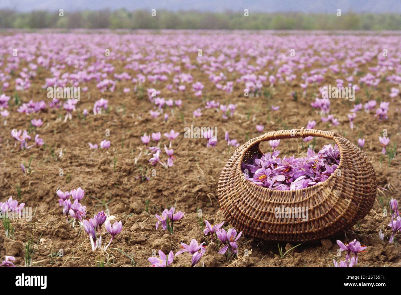 Saffron field in bloom, jammu & kashmir, india Stock Photo - Alamy