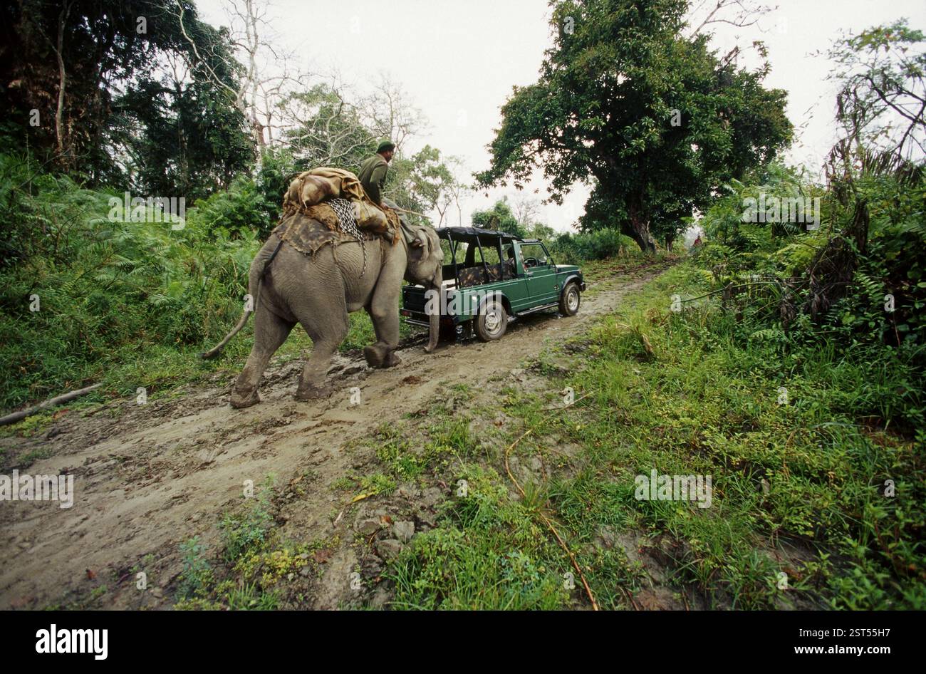 Elephant pushing car, Assam, India, Asia Stock Photo - Alamy