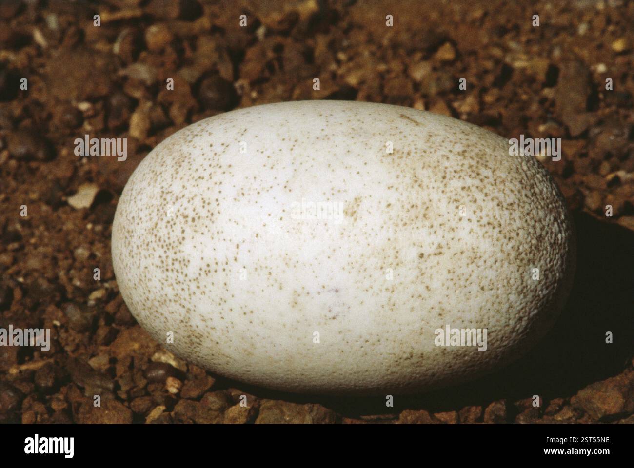 Mugger egg hi-res stock photography and images - Alamy