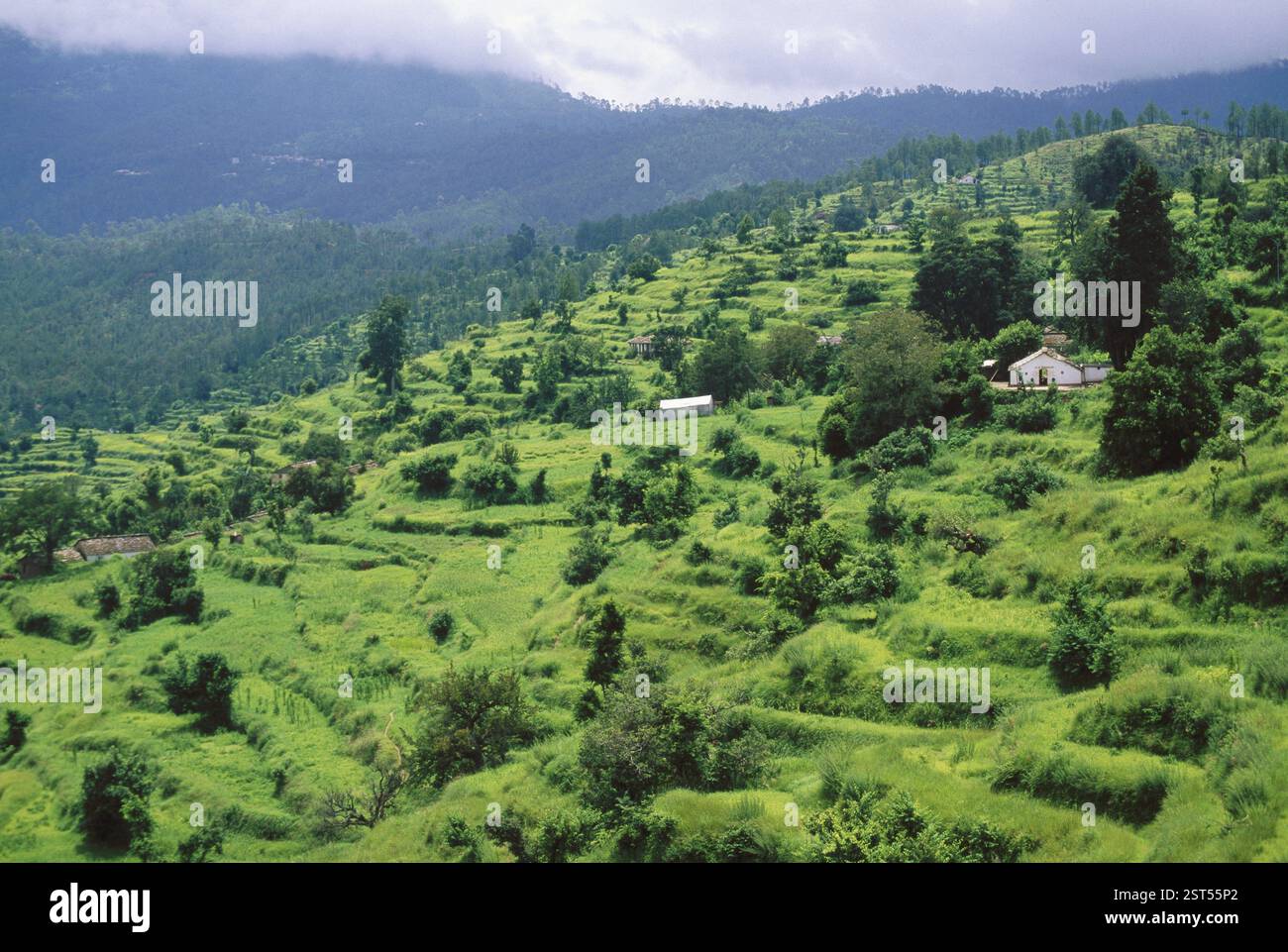 Verdant hills, sitlakhet, uttaranchal, india Stock Photo - Alamy