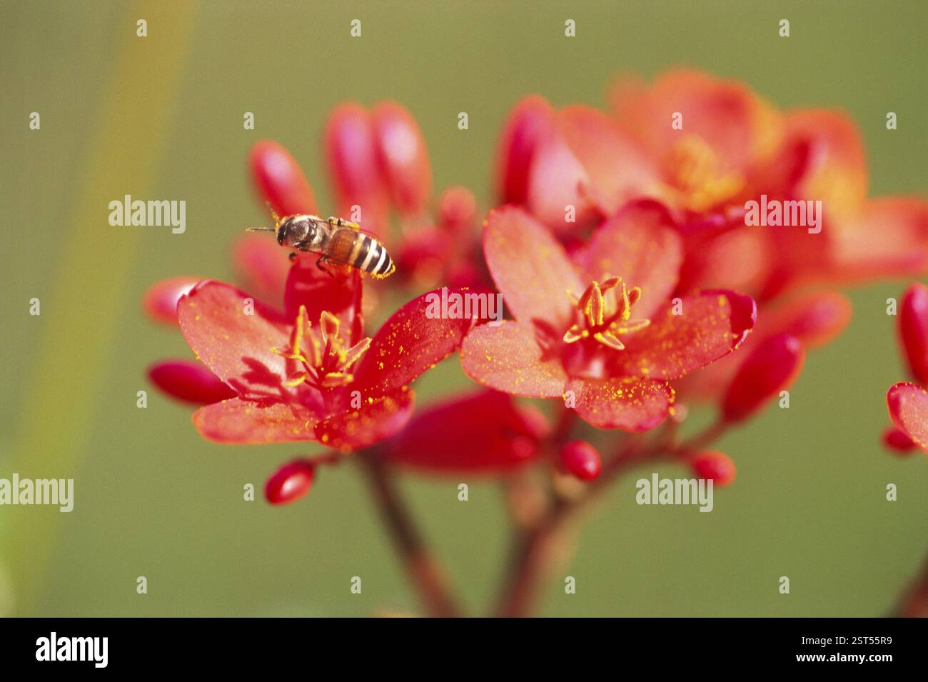 Honey Bee on Jetrofhared flower Wirral flame, india Stock Photo - Alamy