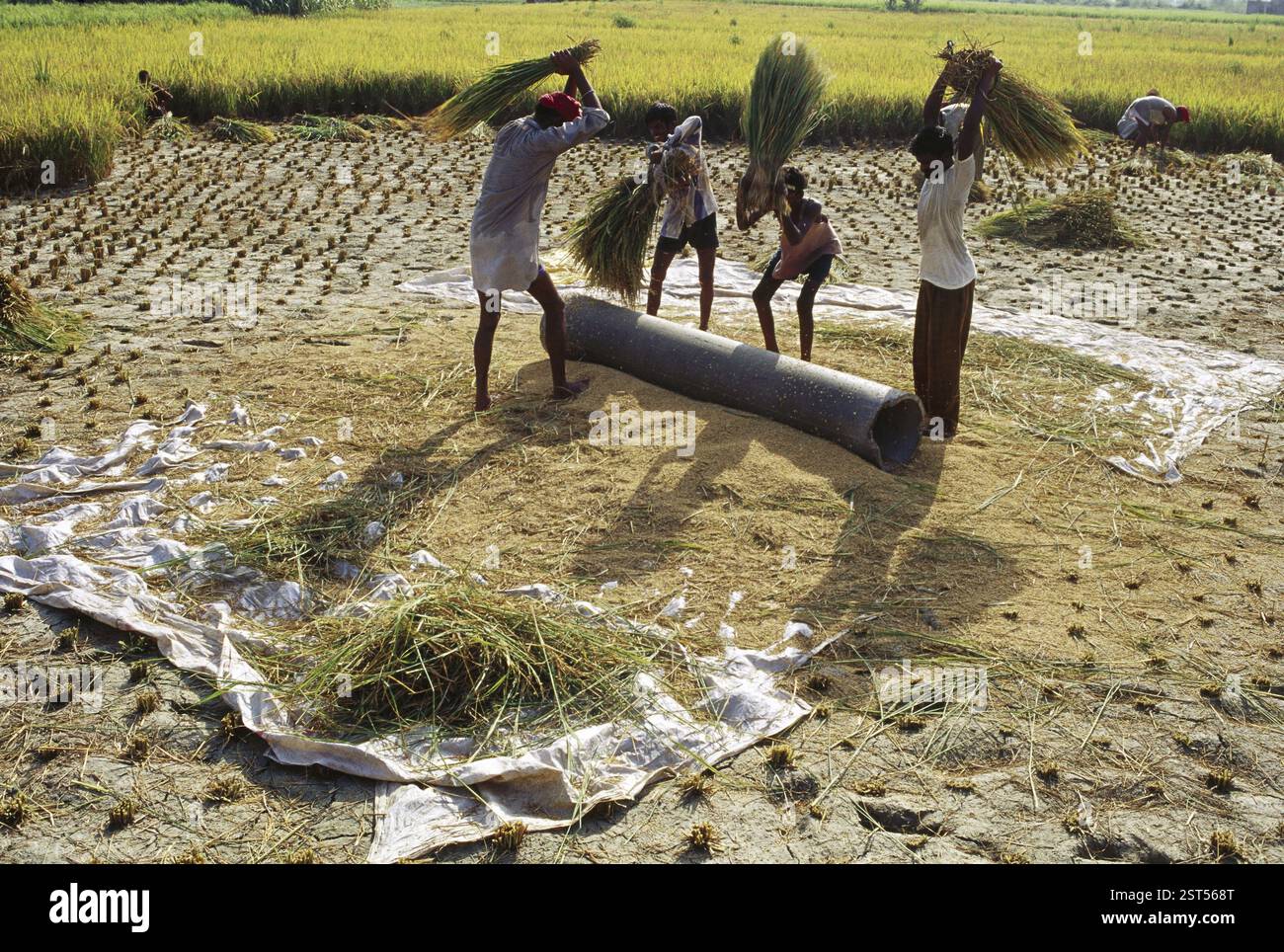 Men threshing paddy, india Stock Photo - Alamy