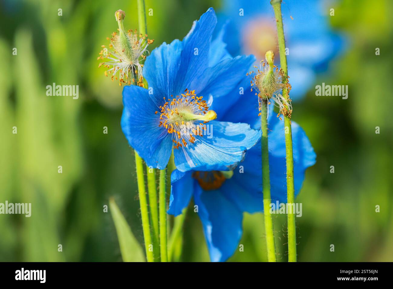 Blooming blue himalayan plant Meconopsis Grandis Stock Photo - Alamy