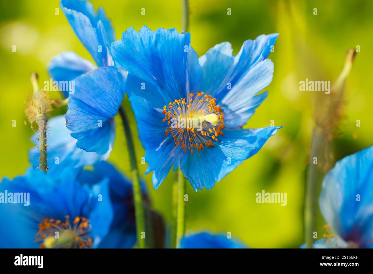Blooming blue himalayan plant Meconopsis Grandis Stock Photo - Alamy