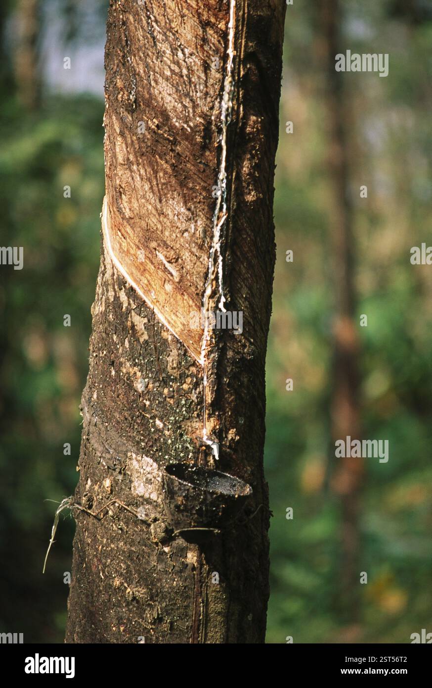 Kerala rubber plantations hi-res stock photography and images - Alamy