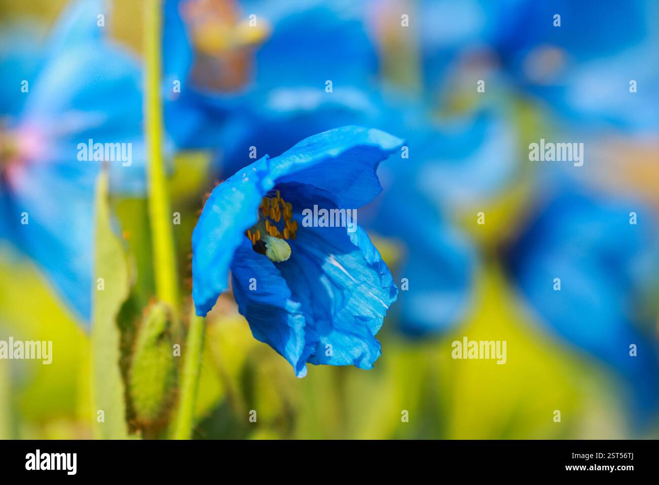 Blue himalayan hi-res stock photography and images - Alamy