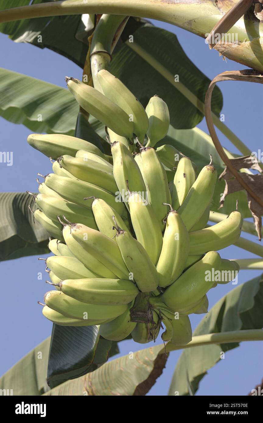 Banana (Musa sapientum paradisiacal) bunch, Harvest fruit green, then ...