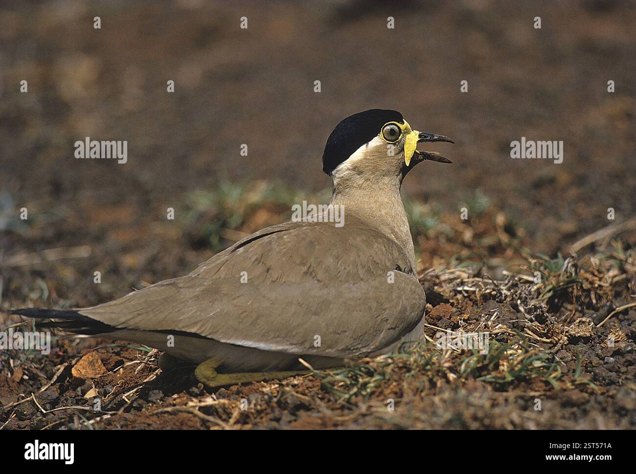 Birds, Yellow wattled lapwing (venellus malabaricus) outside Urban ...