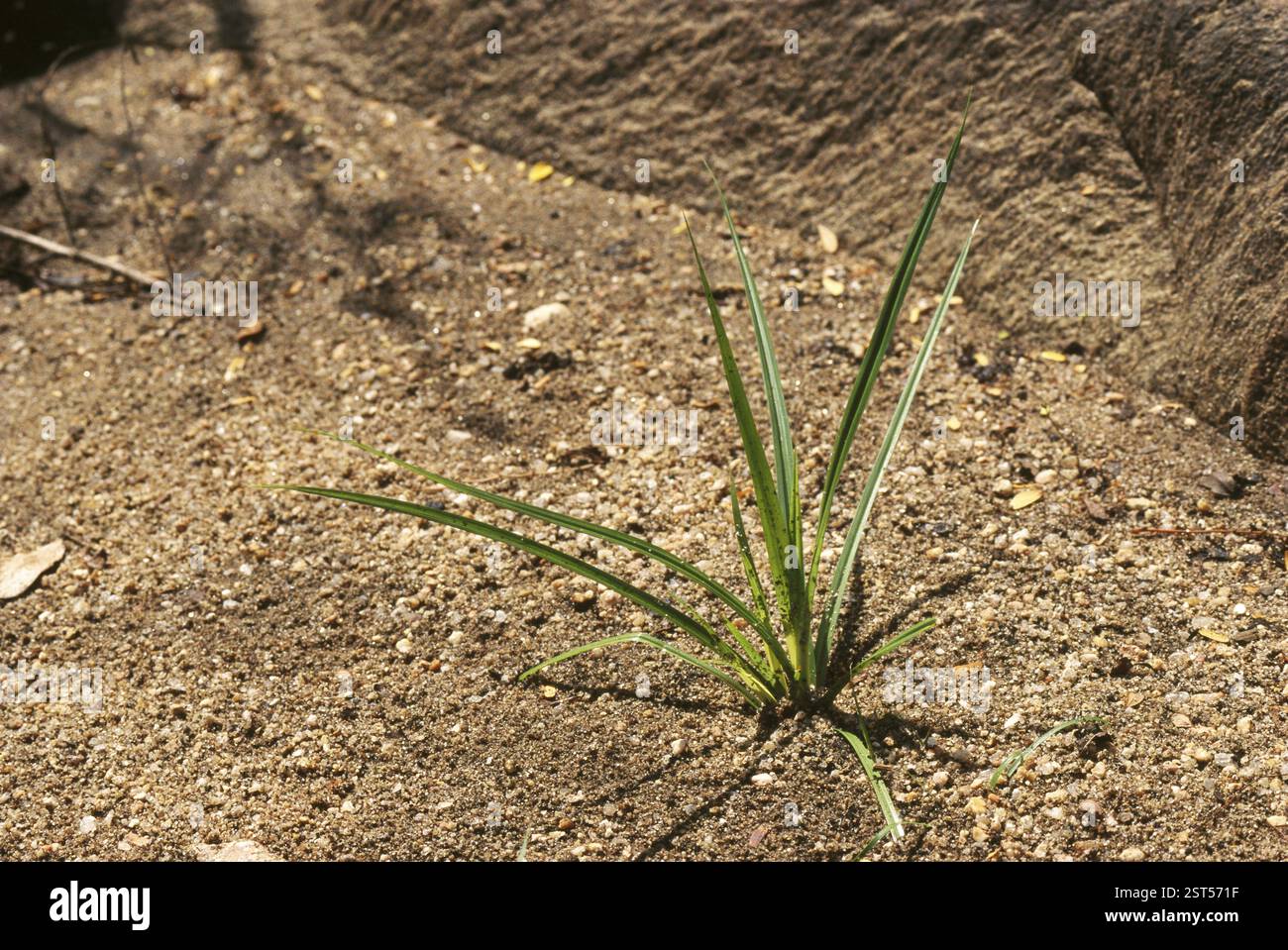 Nut grass (Cyperus rotundus), india Stock Photo - Alamy