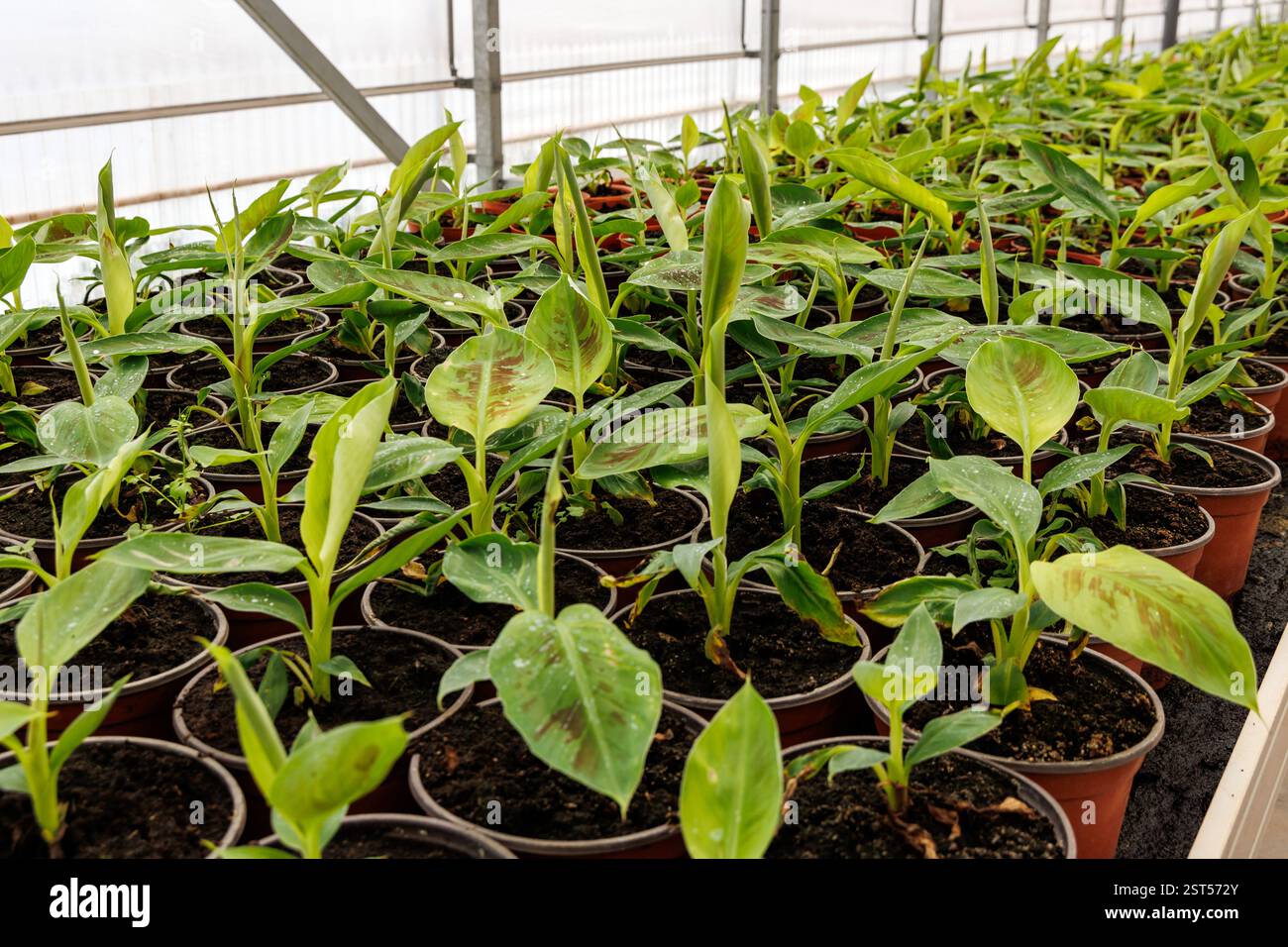 Banana seedlings in greenhouse of banana plantation on Madeira Island ...