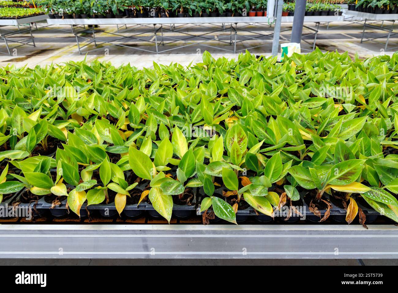 Banana seedlings in greenhouse of banana plantation on Madeira Island ...