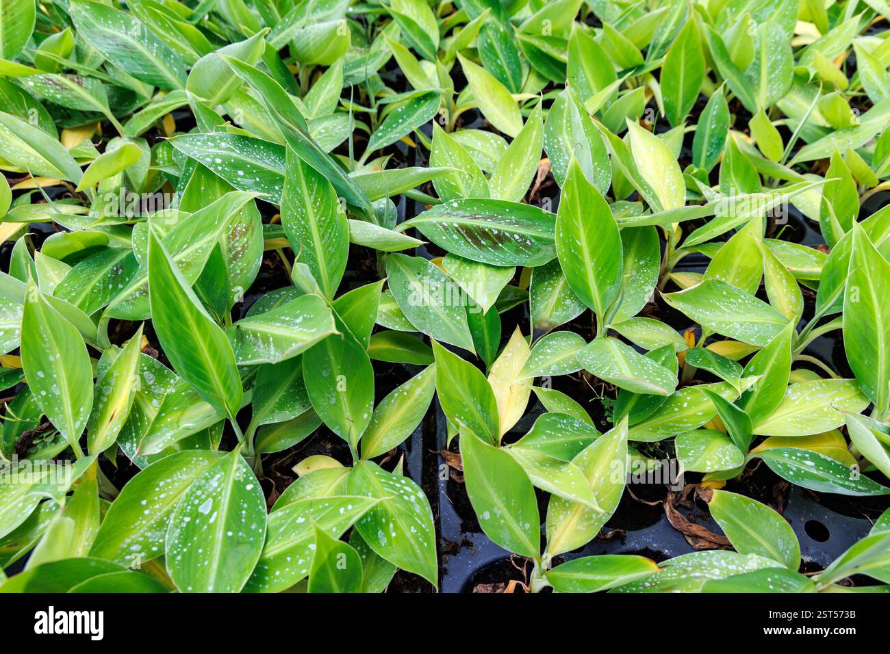 Banana seedlings in greenhouse of banana plantation on Madeira Island ...