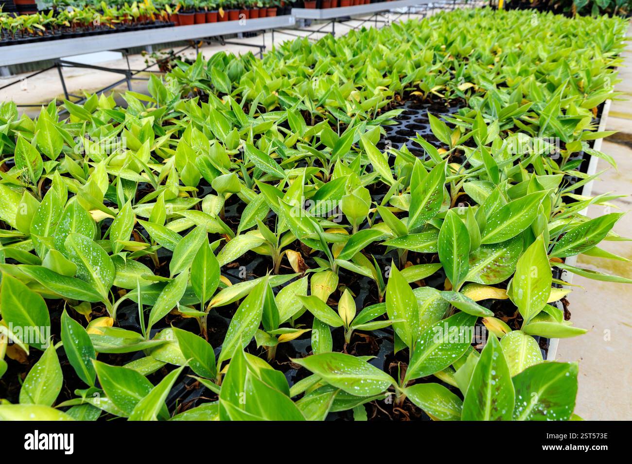Banana seedlings in greenhouse of banana plantation on Madeira Island ...